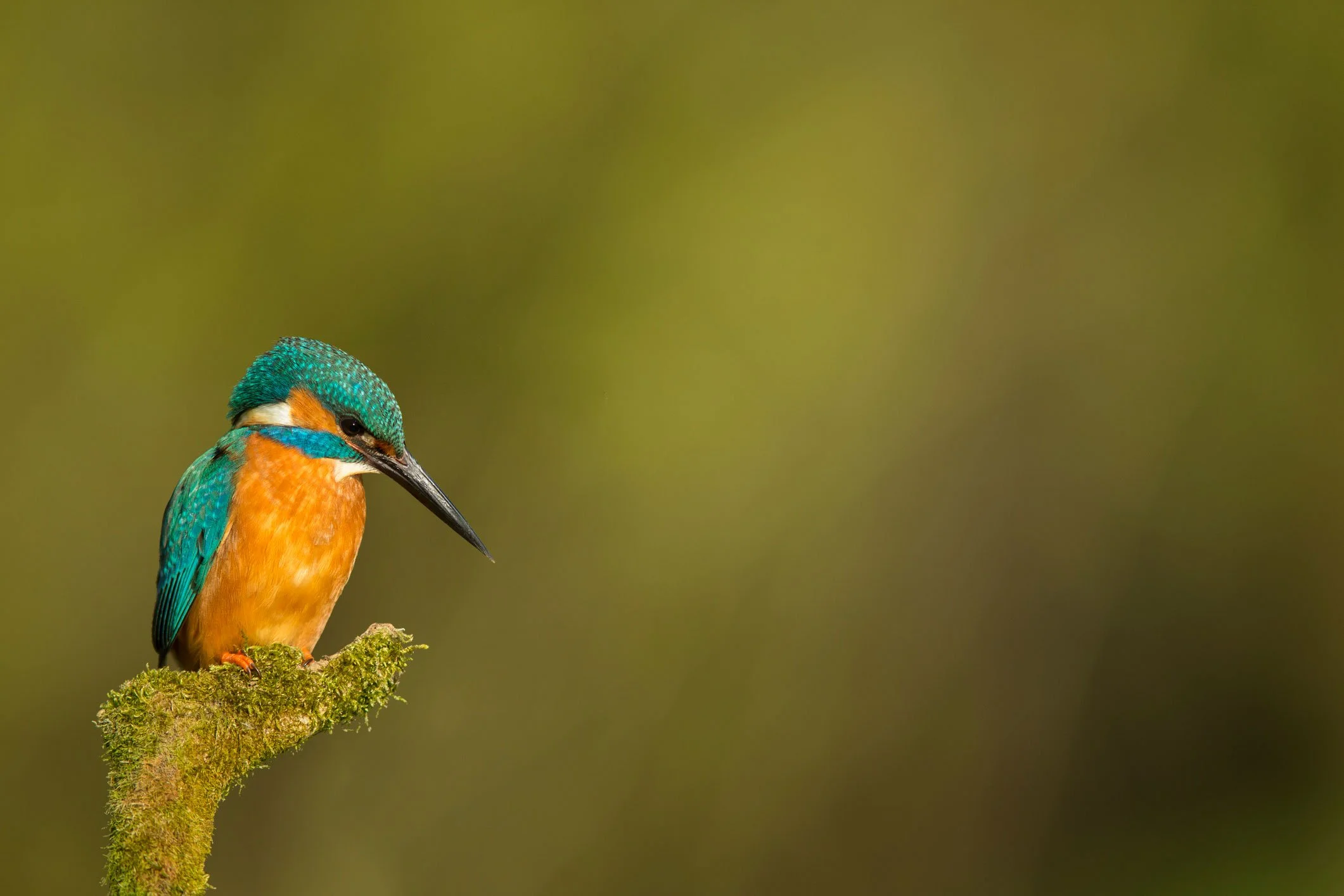 About | Interface Technologies, Inc. | Custom Software Development