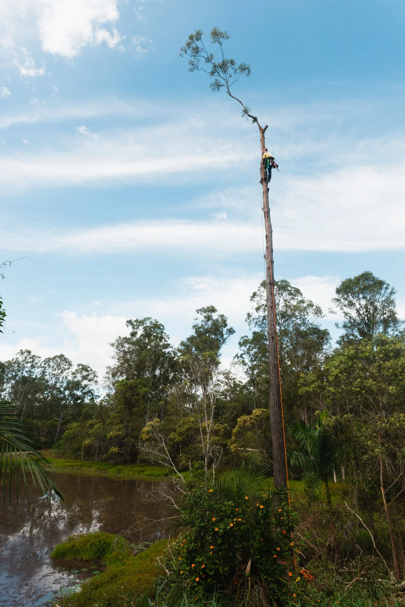 RipRip Tree Services Arborist