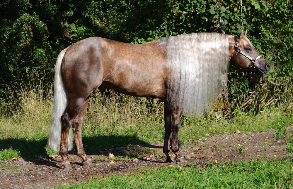 What Whiz That — Silver Aspen Ranch