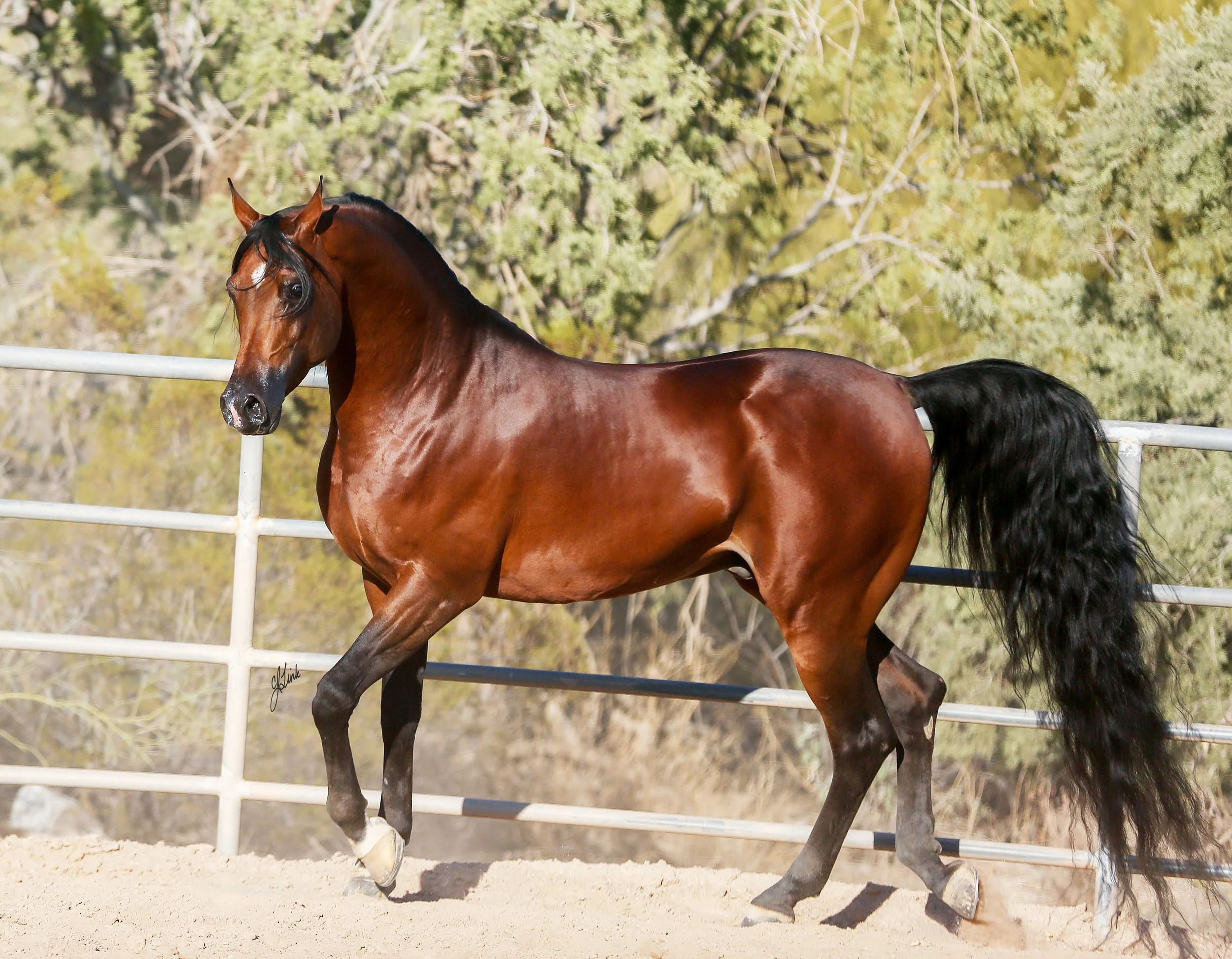 General 2 — Silver Aspen Ranch