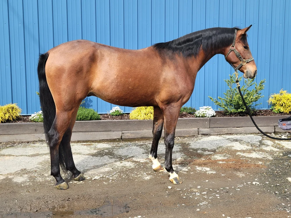 Congratulations — Silver Aspen Ranch