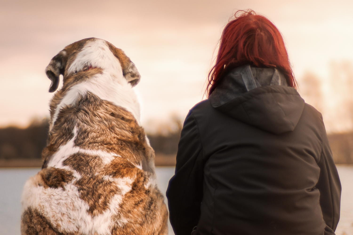 Coping with the Loss of a Dog: A Guide to Healing After Pet Loss — Real ...