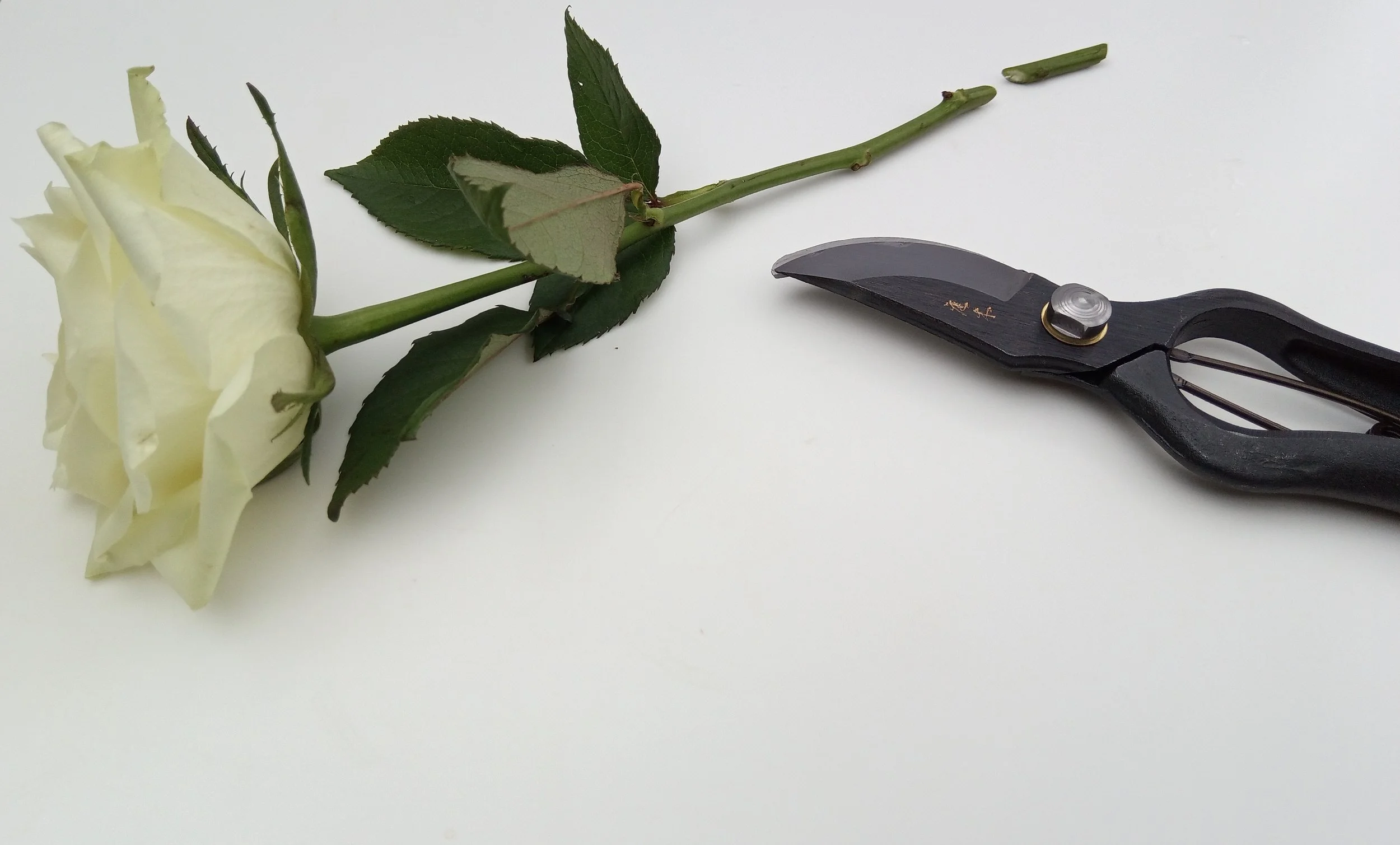 Conditioning — Floral Edit