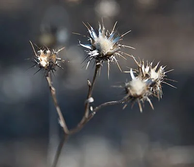 tocalote — Guide To The San Marcos Foothills