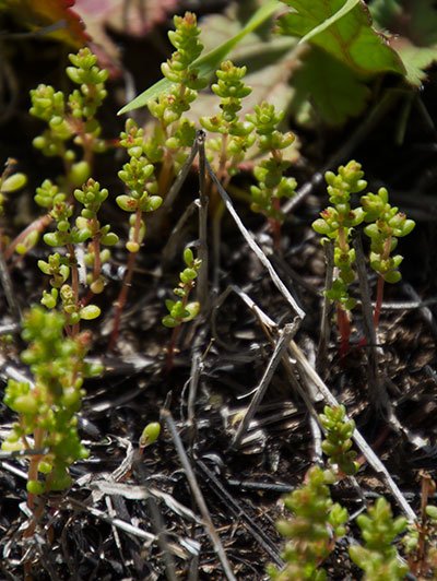 pygmy weed — Guide To The San Marcos Foothills