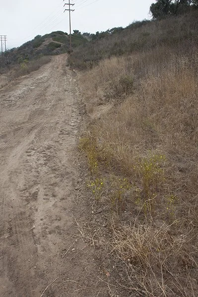 fasciculed tarplant — Guide To The San Marcos Foothills