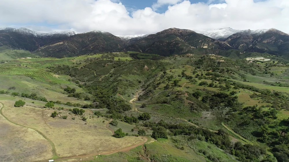 fasciculed tarplant — Guide To The San Marcos Foothills