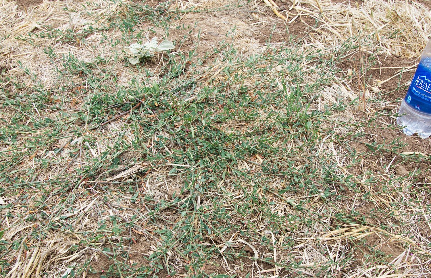 common knotweed — Guide To The San Marcos Foothills