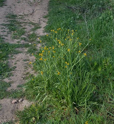 Common Fiddleneck — Guide To The San Marcos Foothills