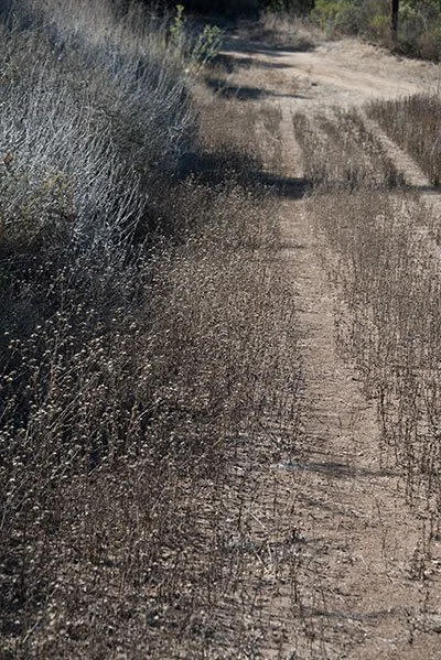 tocalote — Guide To The San Marcos Foothills