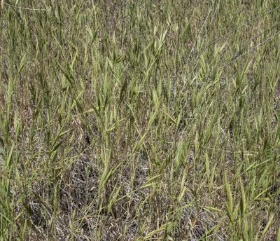 false brome — Guide To The San Marcos Foothills