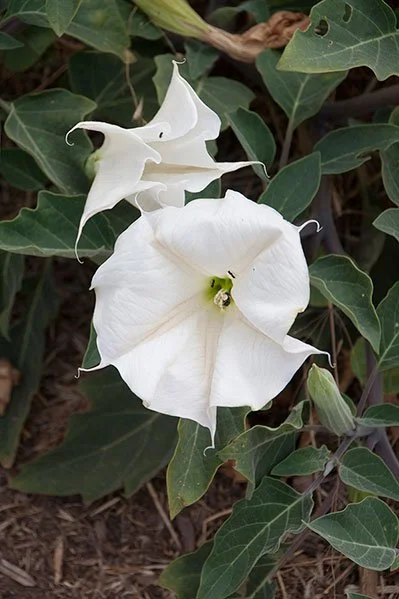 jimson weed — Guide To The San Marcos Foothills