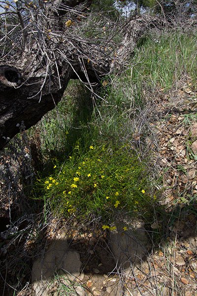 peak rush-rose — Guide To The San Marcos Foothills