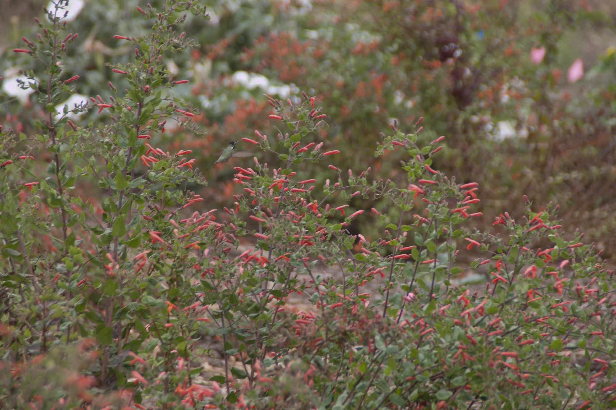 heartleaf penstemon — Guide To The San Marcos Foothills