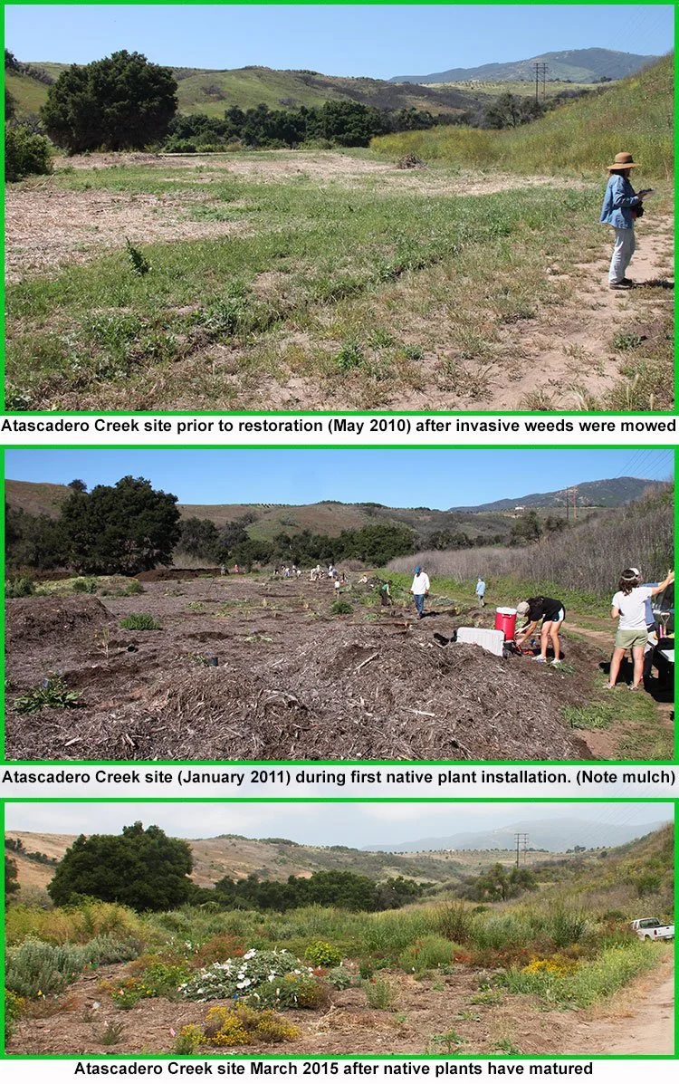 Habitat Restoration — Guide To The San Marcos Foothills