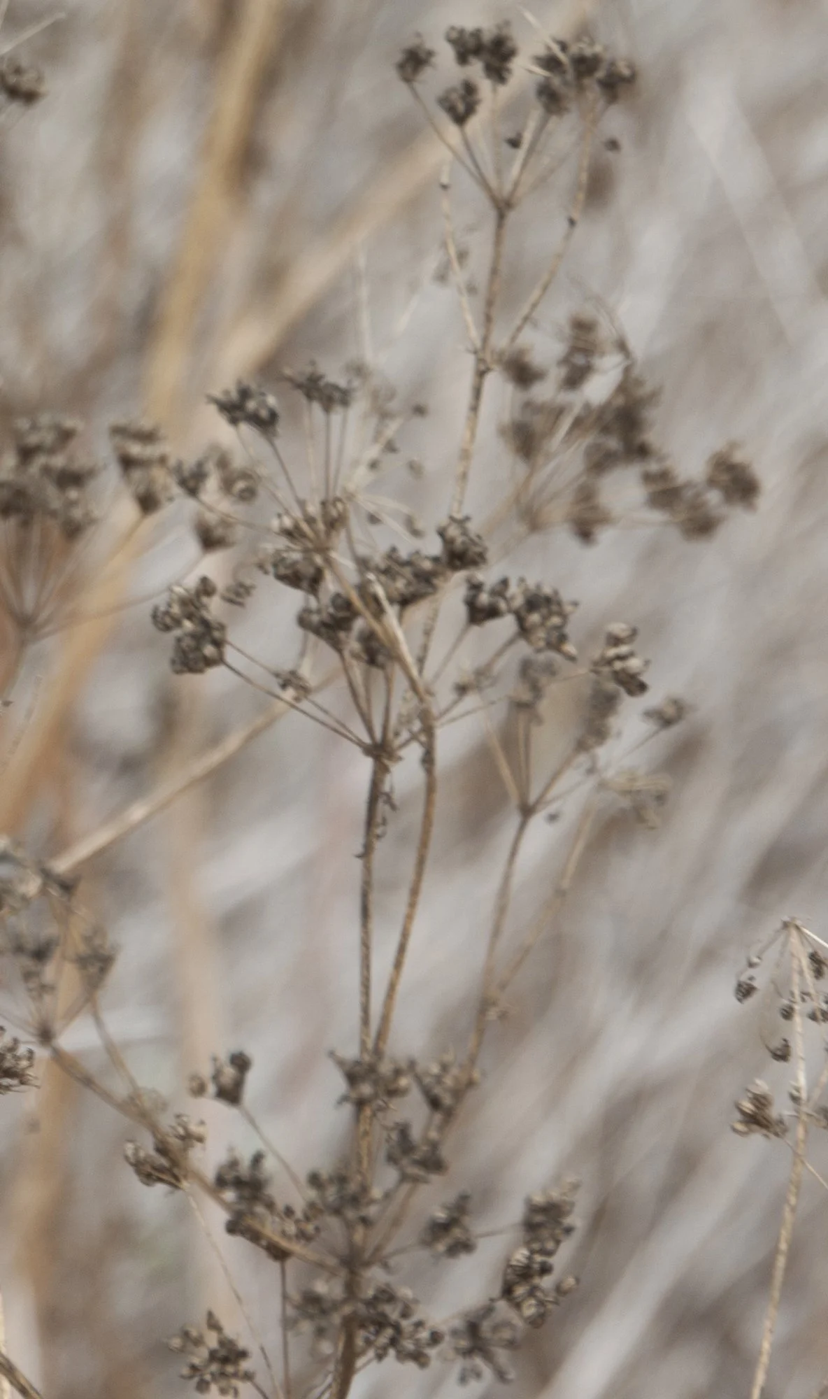 poison hemlock — Guide To The San Marcos Foothills