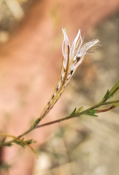 annual fireweed — Guide To The San Marcos Foothills