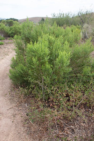 coyote brush — Guide To The San Marcos Foothills