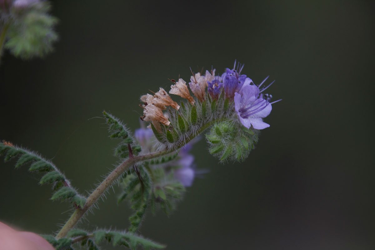 caterpillar phacelia — Guide To The San Marcos Foothills