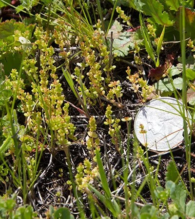pygmy weed — Guide To The San Marcos Foothills
