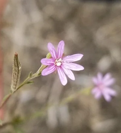 annual fireweed — Guide To The San Marcos Foothills
