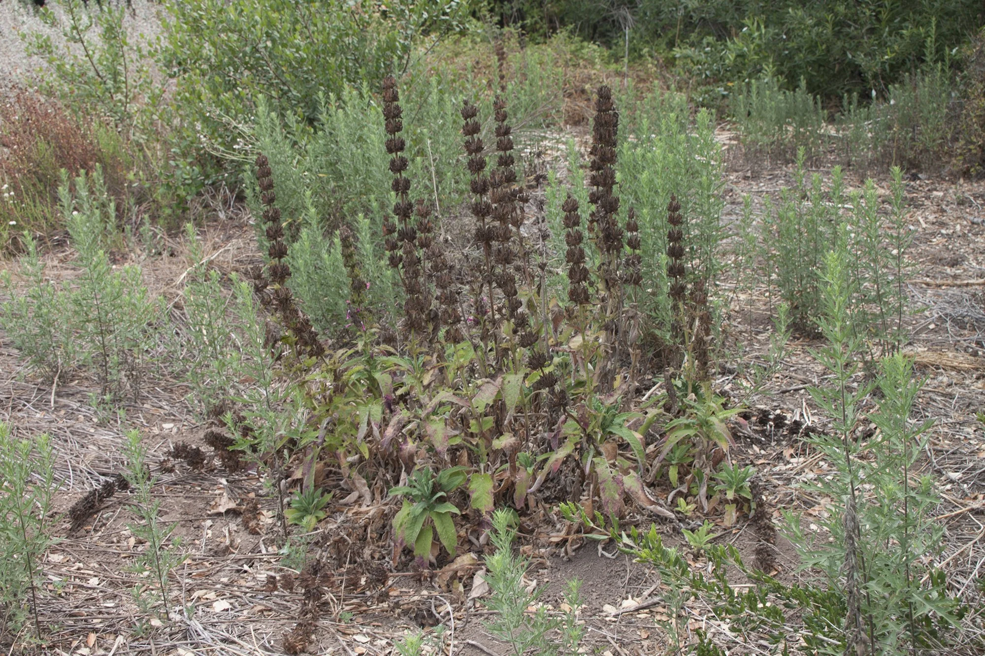 hummingbird sage — Guide To The San Marcos Foothills