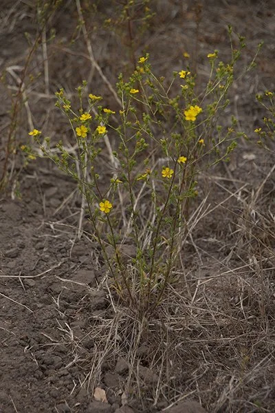 fasciculed tarplant — Guide To The San Marcos Foothills