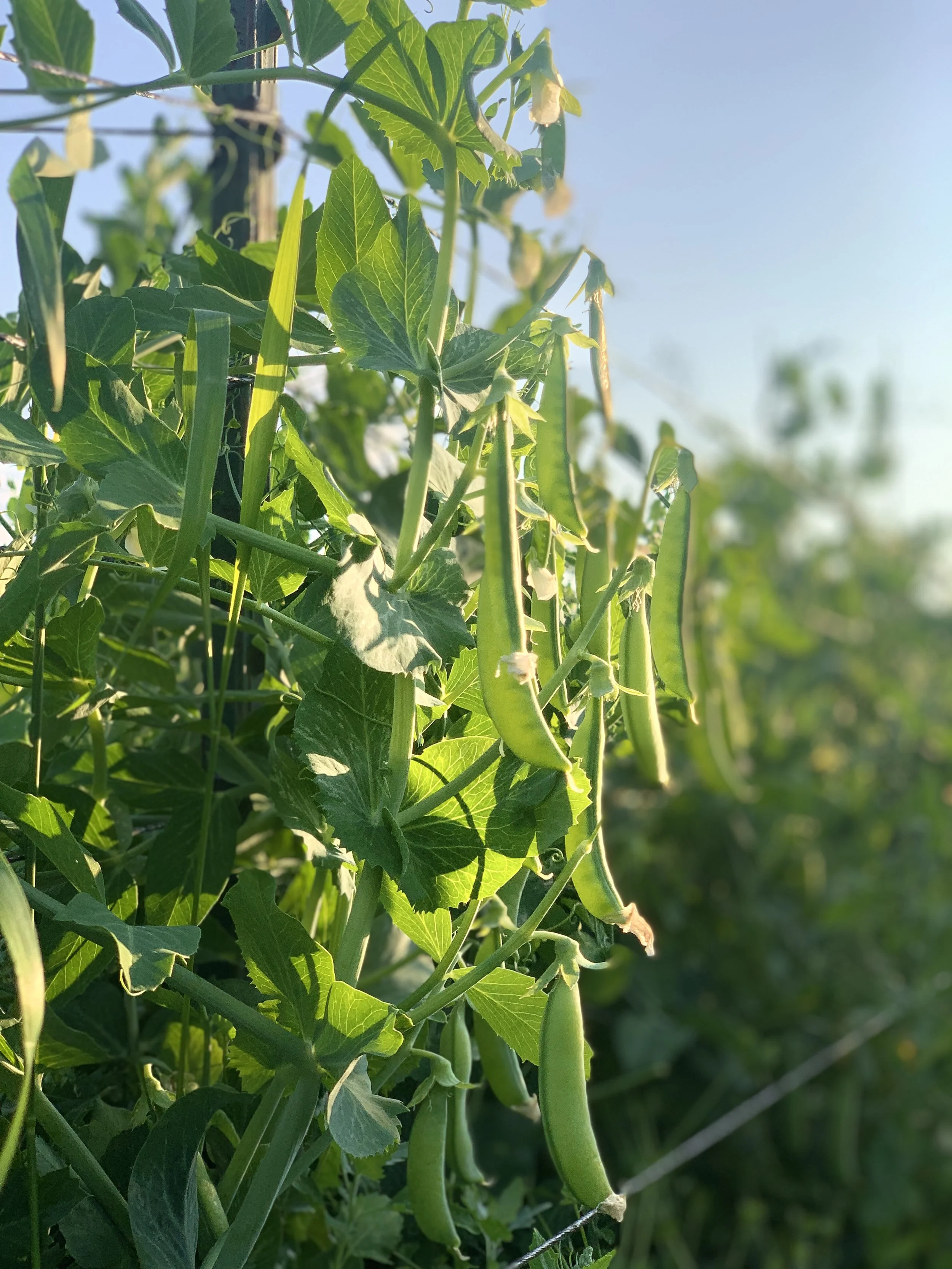 About — Jembe Farms