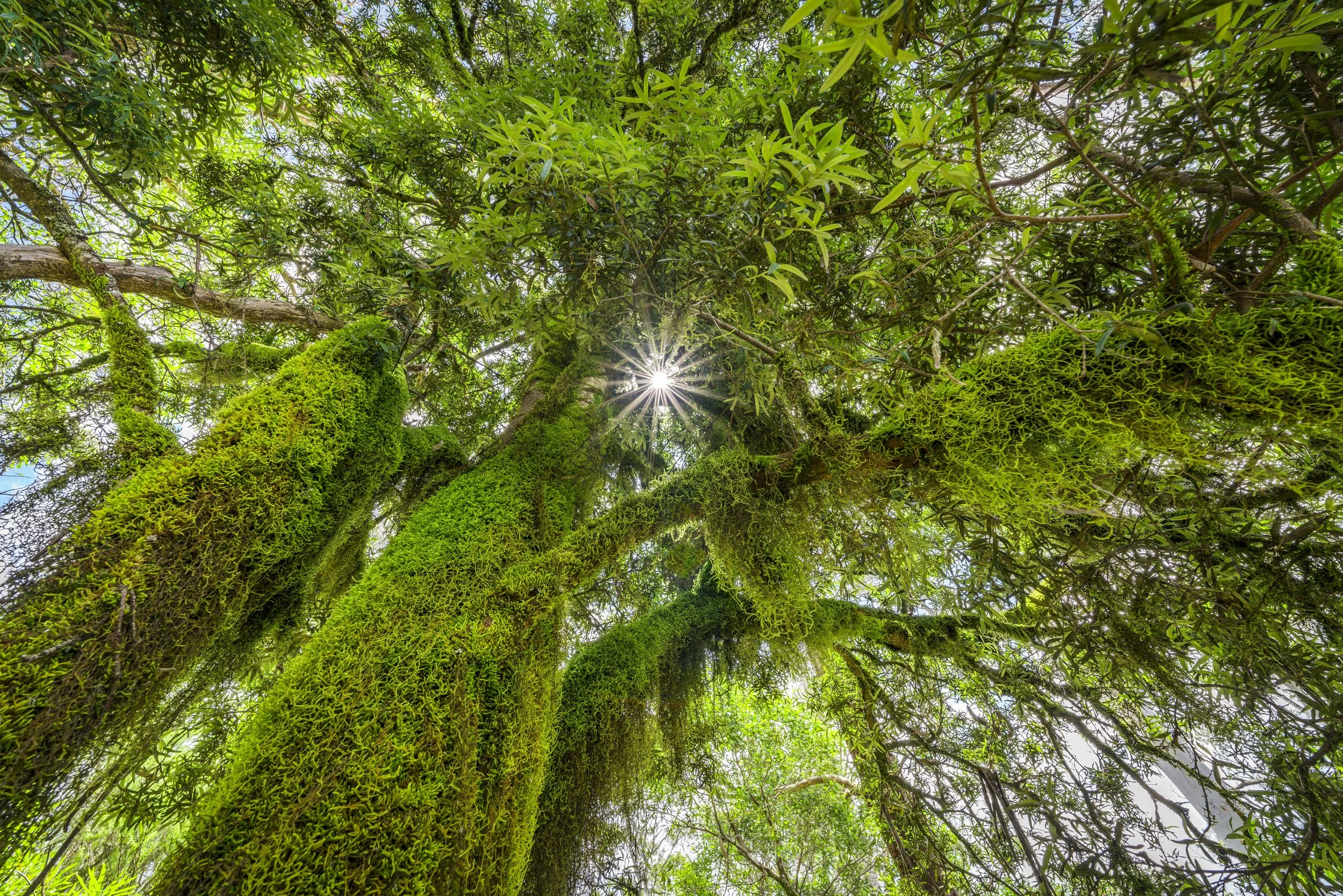 Green Trees — trevsci