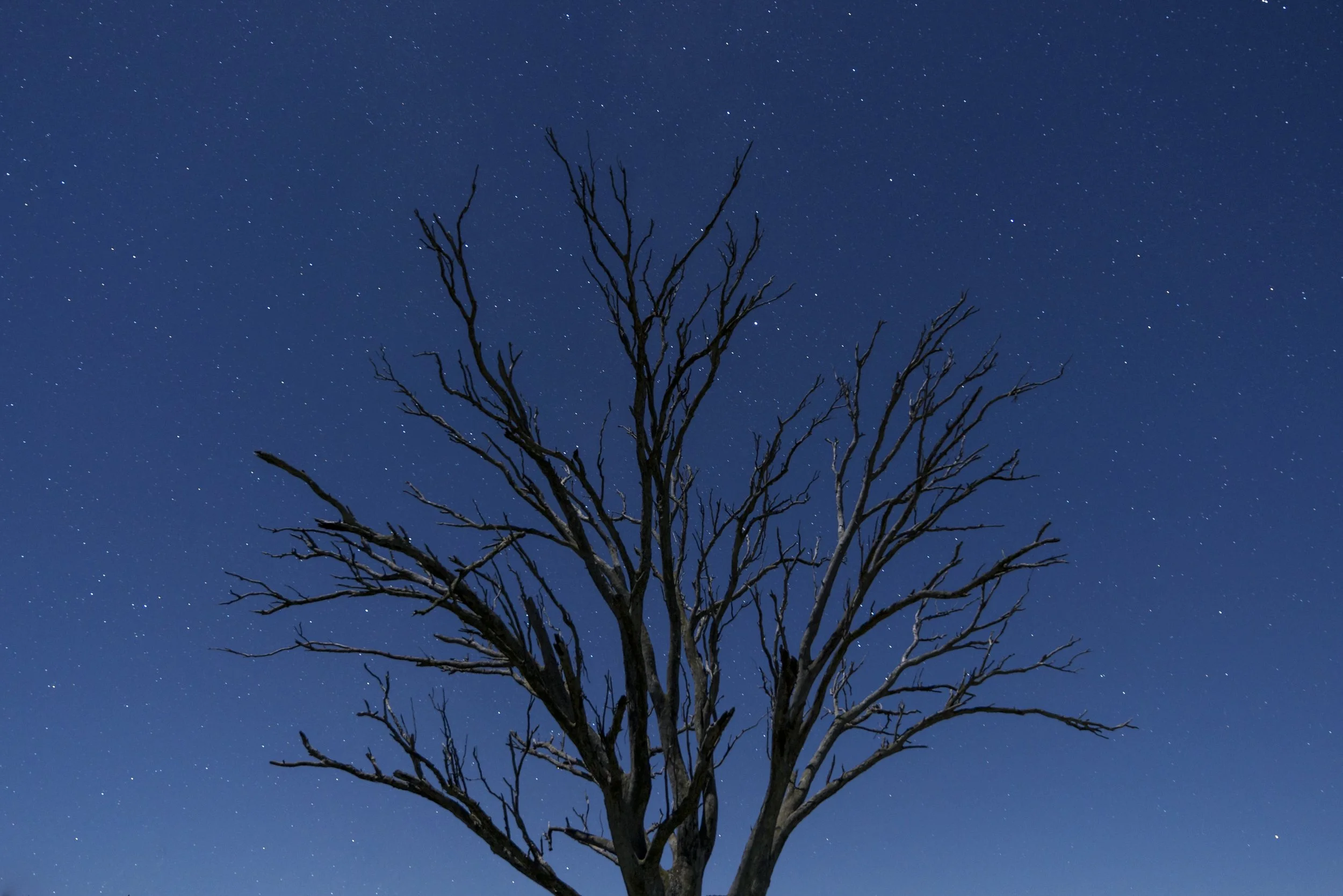 Astrophotography — trevsci