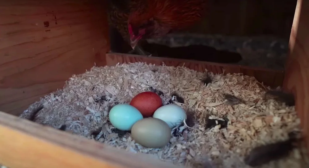 Original Chicken Coop | Build Your Coop Today — Slowsteading