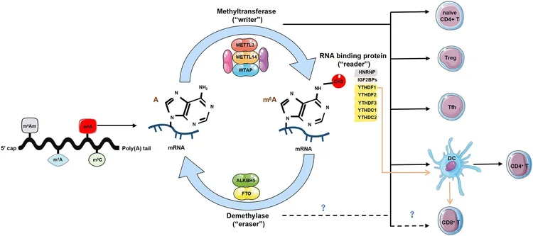 Hua-Bing Li lab