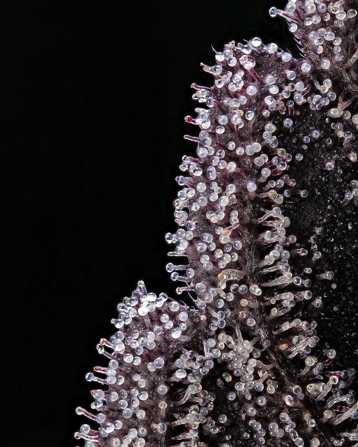 The Craft of Cannabis Photography — Ginja.Club