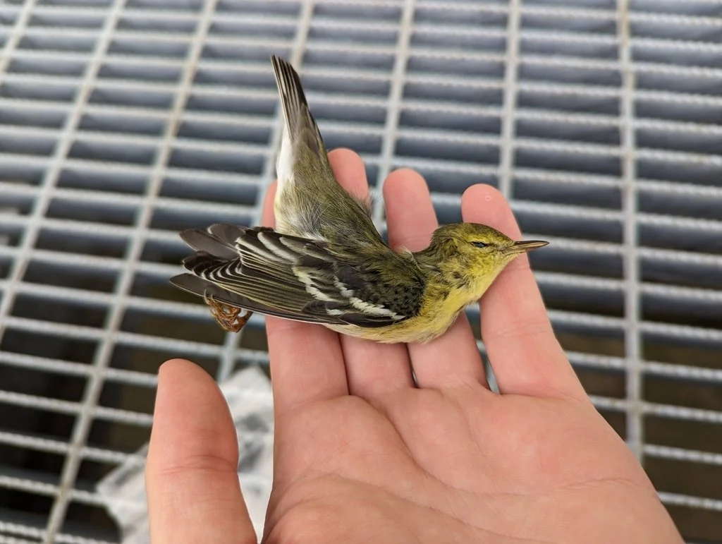 Urge CT Legislators to pass H.B. 5276, "Lights Out CT Bill" — Lights ...