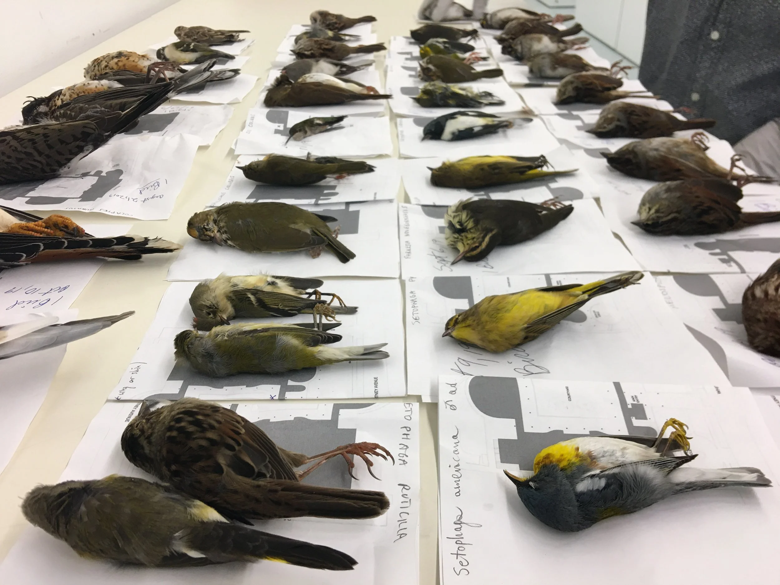 Blog — Lights Out Connecticut