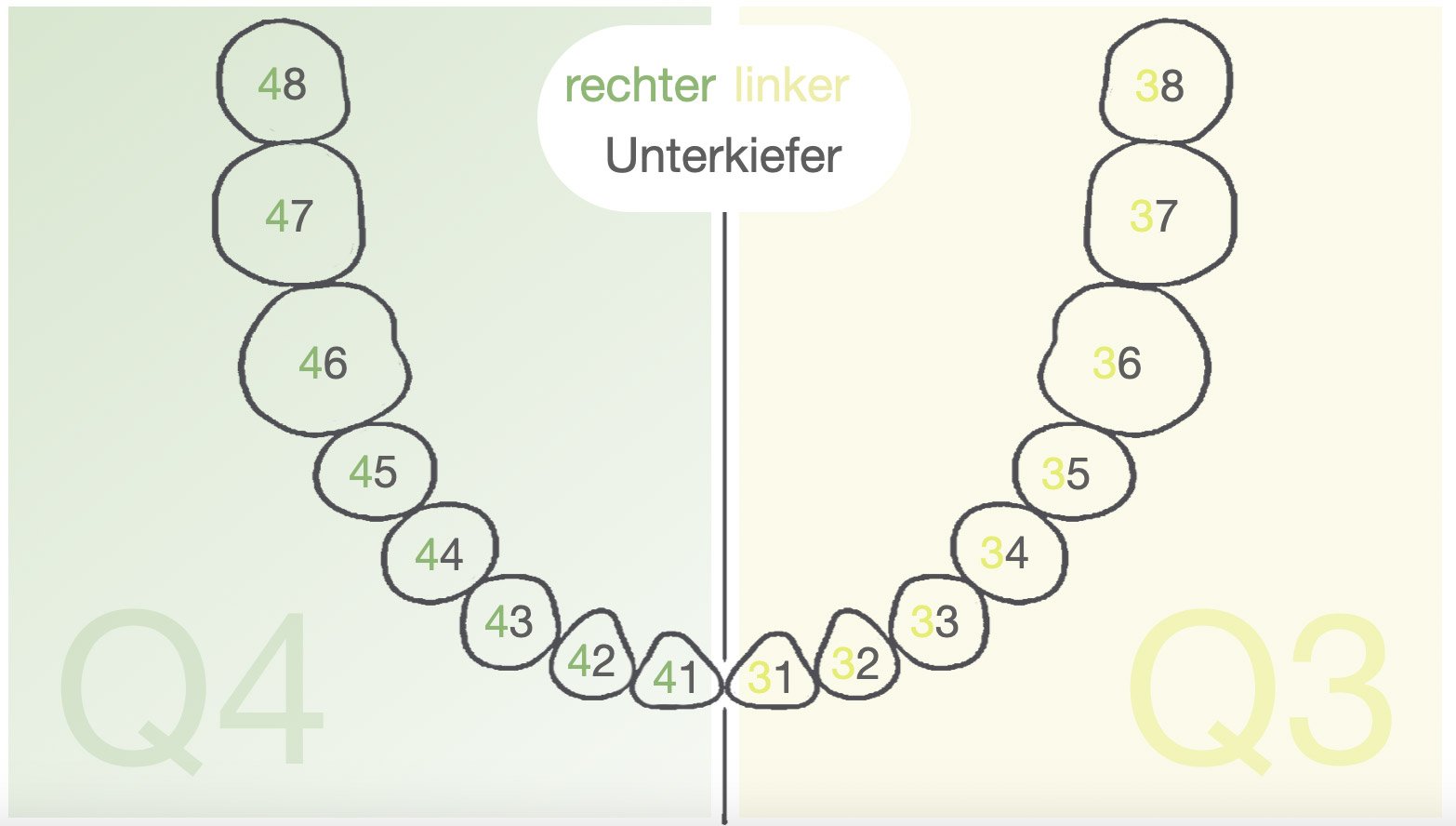 Zahn 16 und sein Einfluss auf Verdauung und Stoffwechsel — Wünsche ...