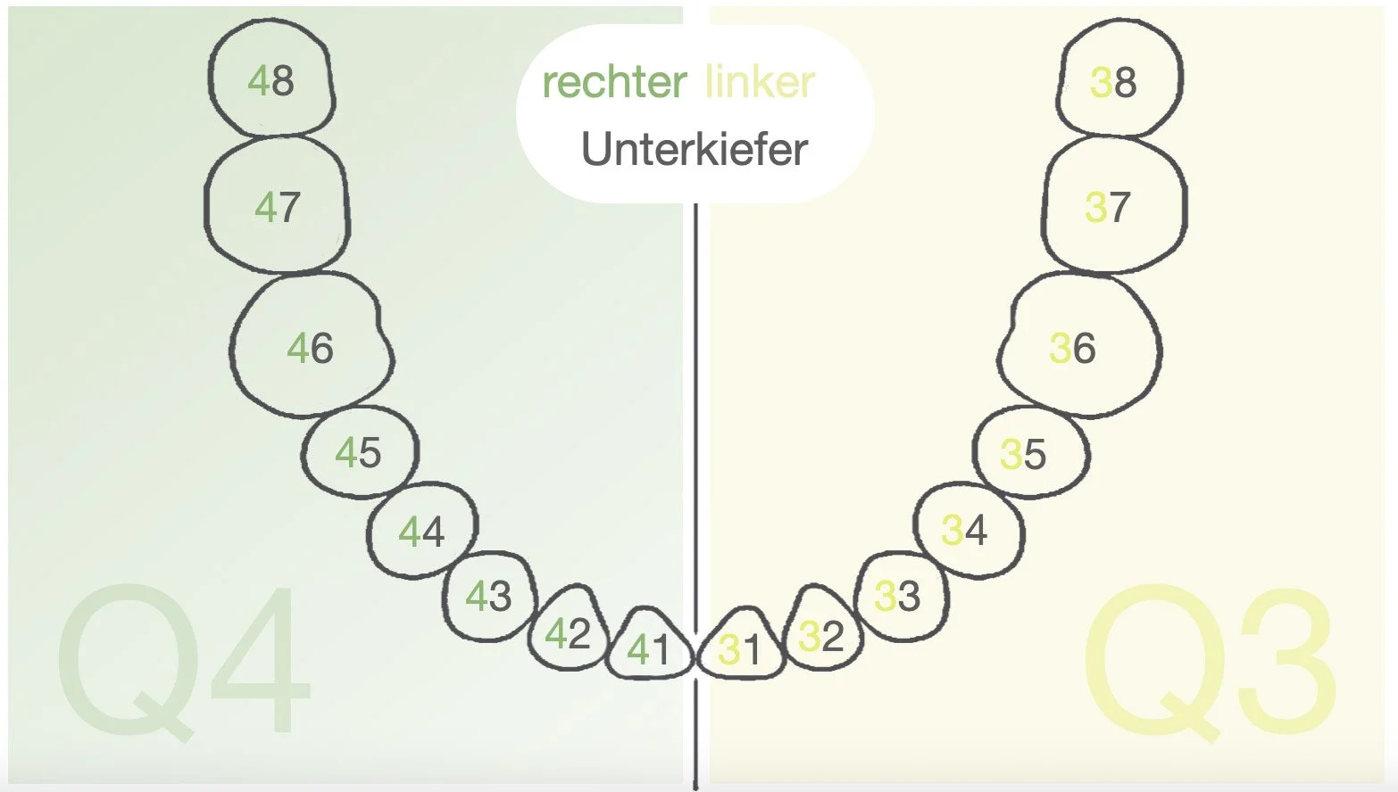 Zahn 27: Zentrale Rolle für Verdauung, Stoffwechsel und ...