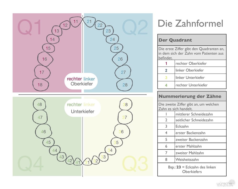 Zahn-Organ-Beziehung: Entdecken Sie die verborgene Verbindung — Wünsche ...