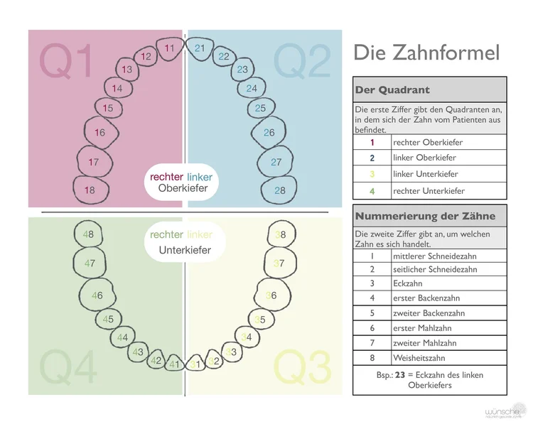 Zahn-Organ-Beziehung: Entdecken Sie die verborgene Verbindung — Wünsche ...