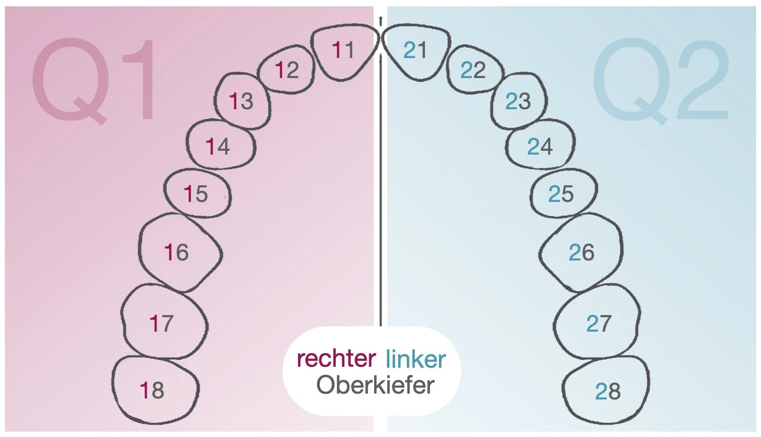 Zahn 16 und sein Einfluss auf Verdauung und Stoffwechsel — Wünsche ...