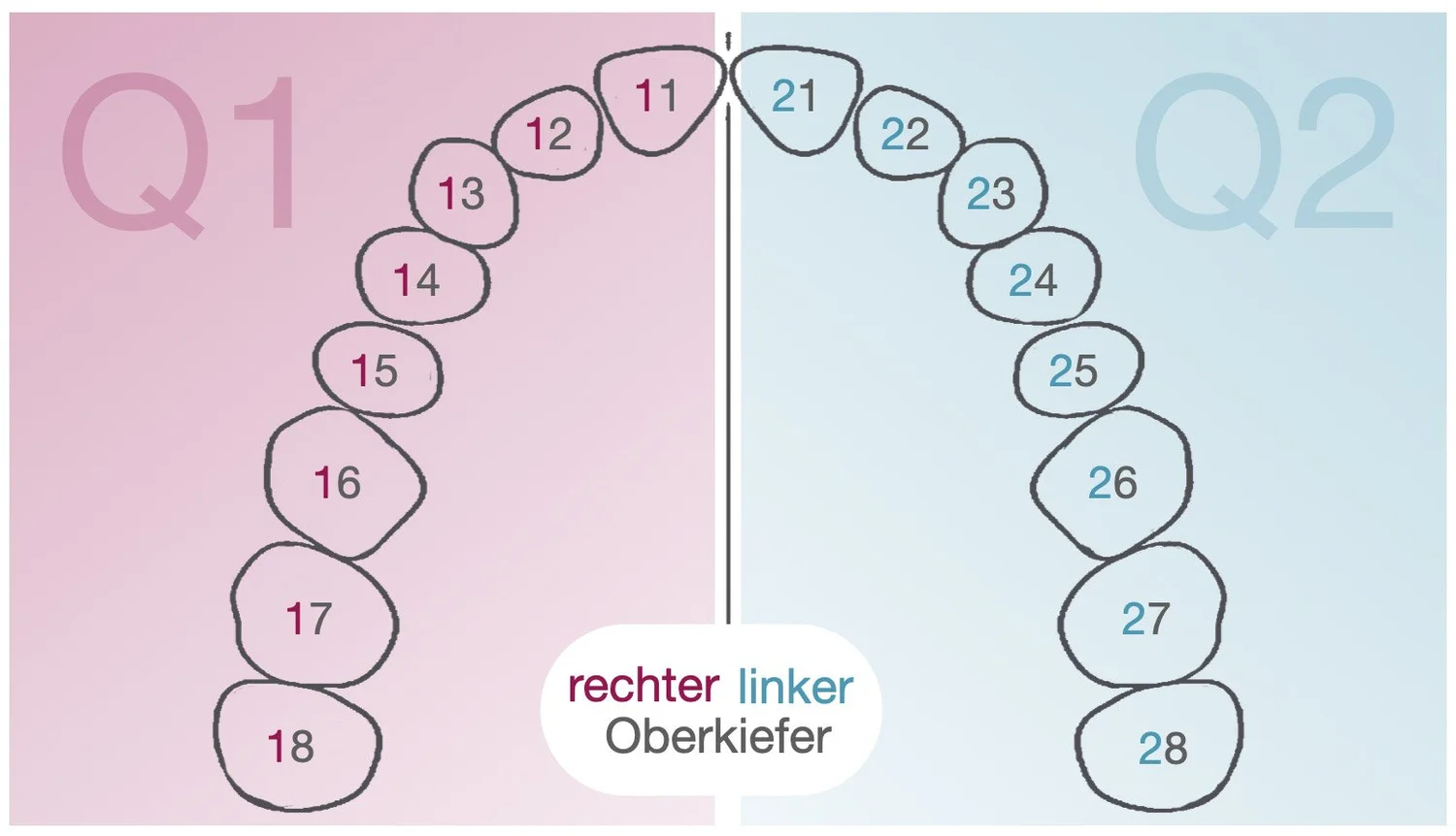 Zahn 25: Schlüsselelement für Atmung, Verdauung und Immunabwehr ...
