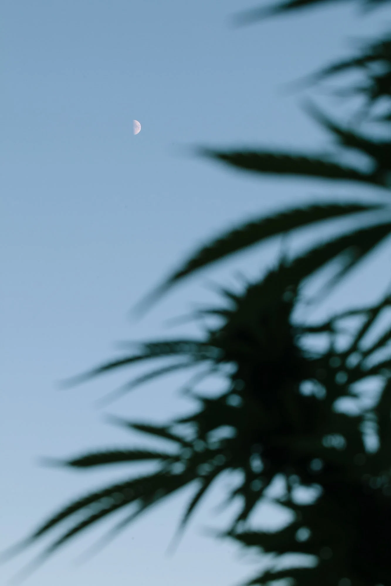 Moon Made Farms