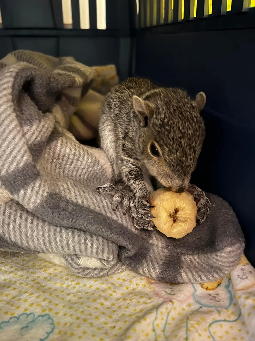 Myths about Wild Animals — Millstone Wildlife Center