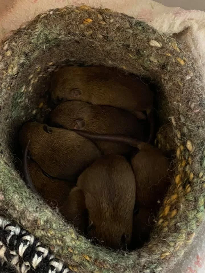 What to do when you find wild animals that need help — Millstone ...