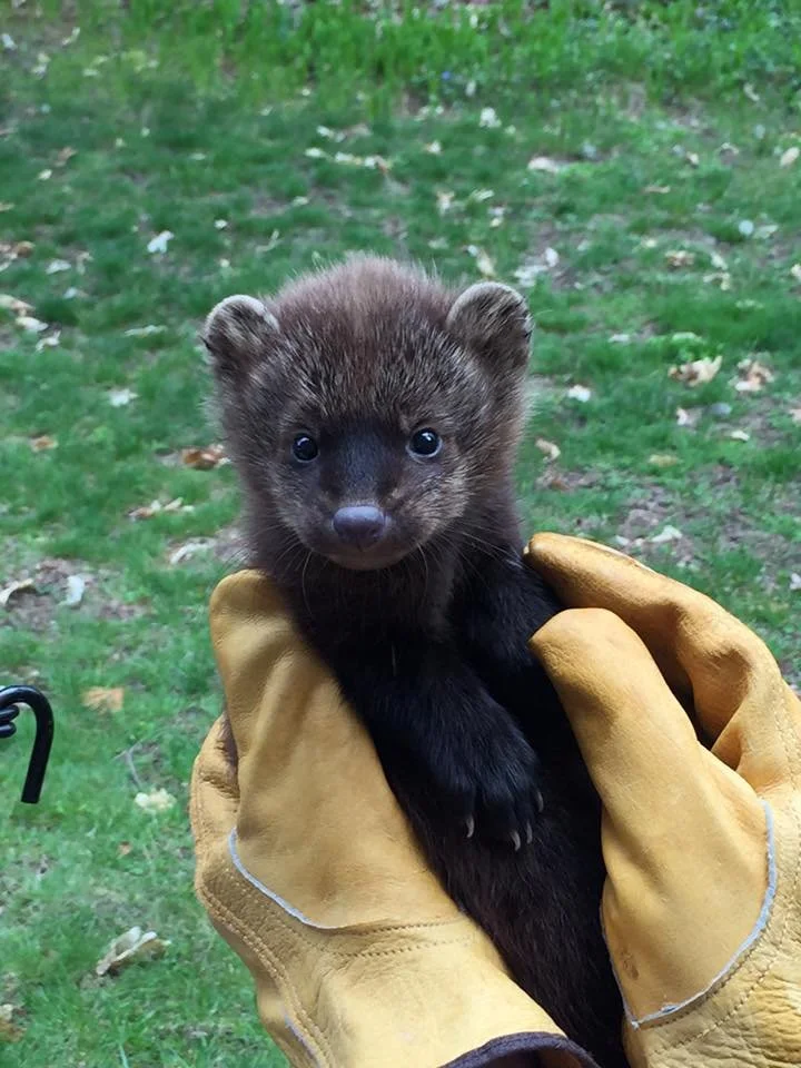 Myths about Wild Animals — Millstone Wildlife Center