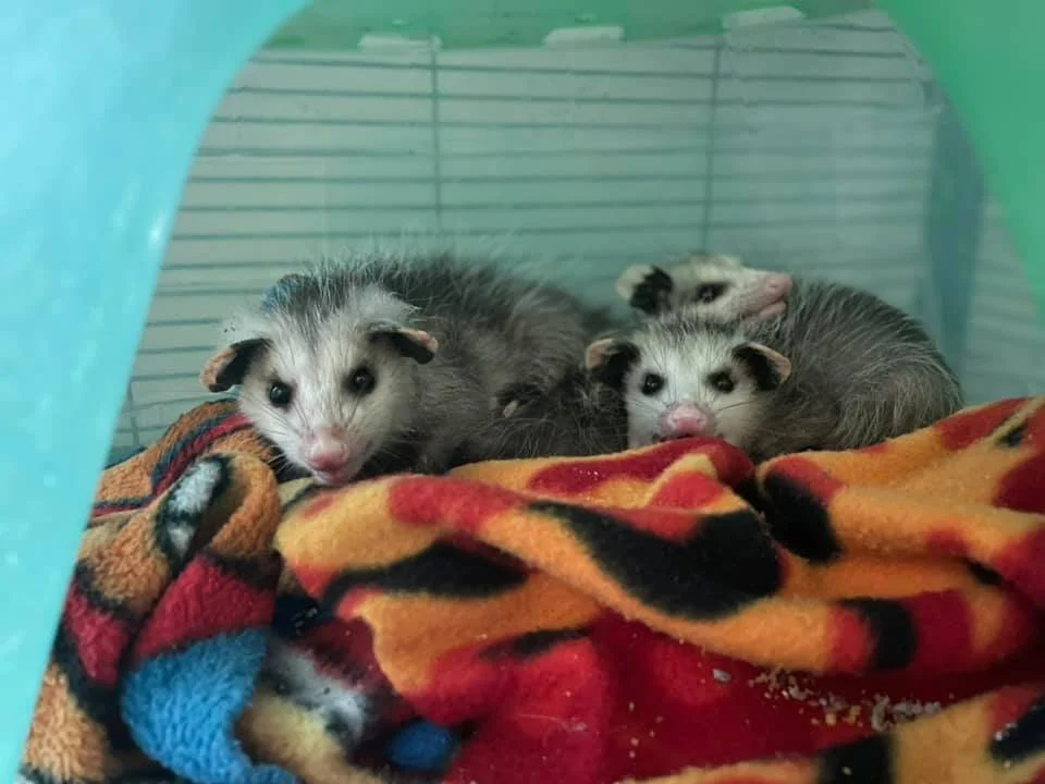 Myths about Wild Animals — Millstone Wildlife Center