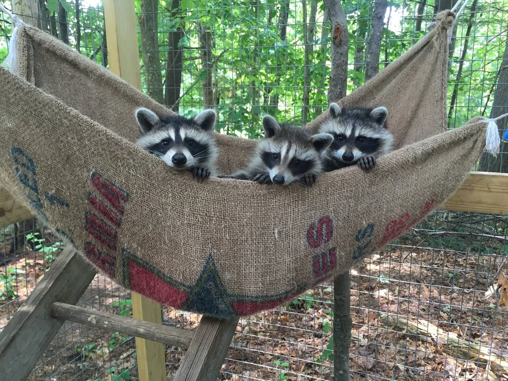 Millstone Wildlife Center - Mammal Rehabilitation