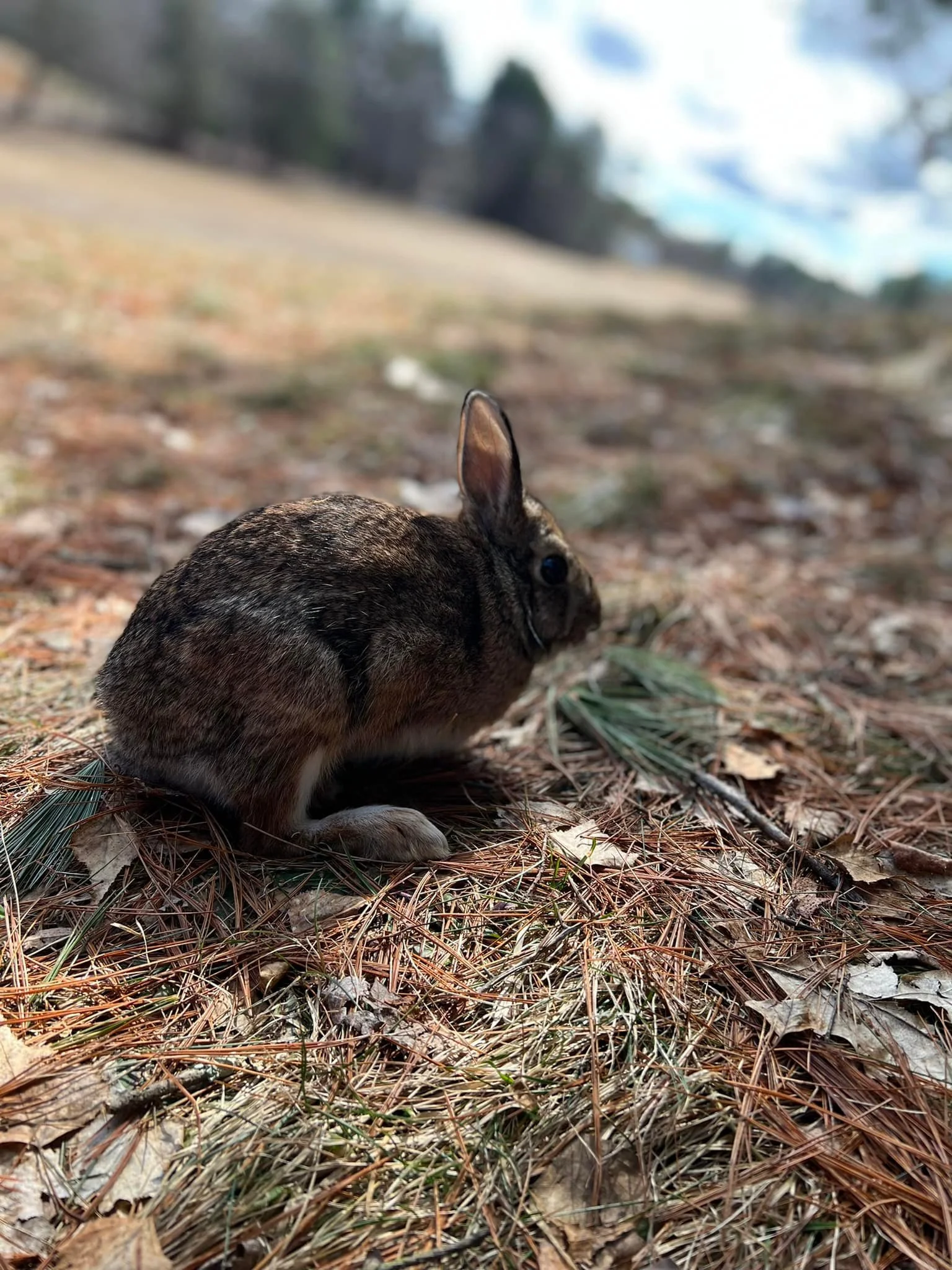 Myths about Wild Animals — Millstone Wildlife Center