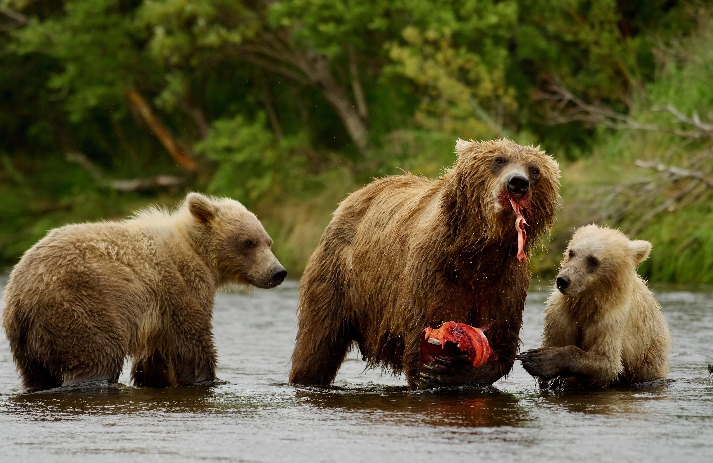 Alaska Bear Trips | Alaska Bear Trips