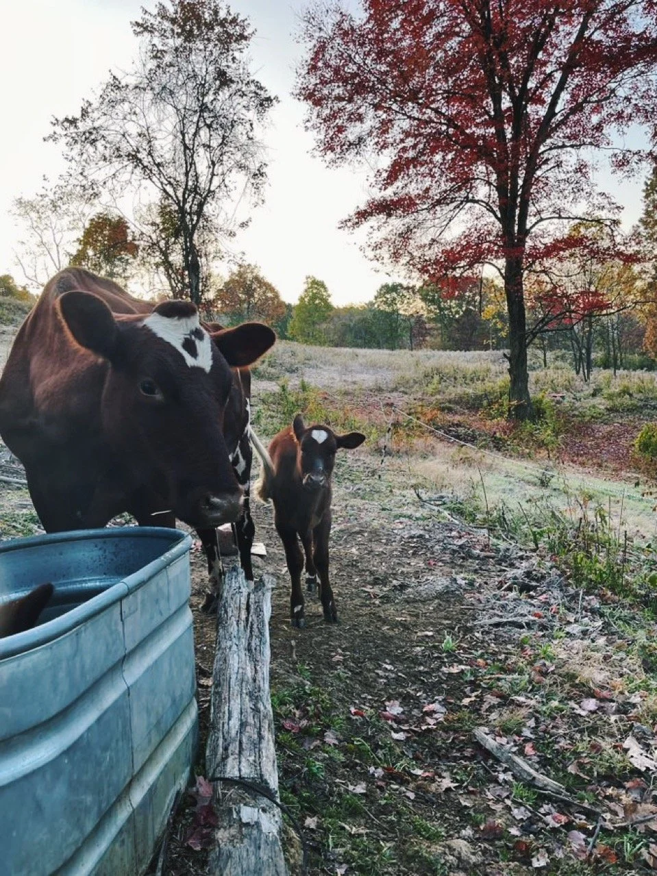 Catholic Land Movement